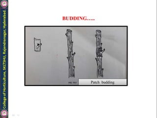 Grafting and its types in fruit crops | PPTX