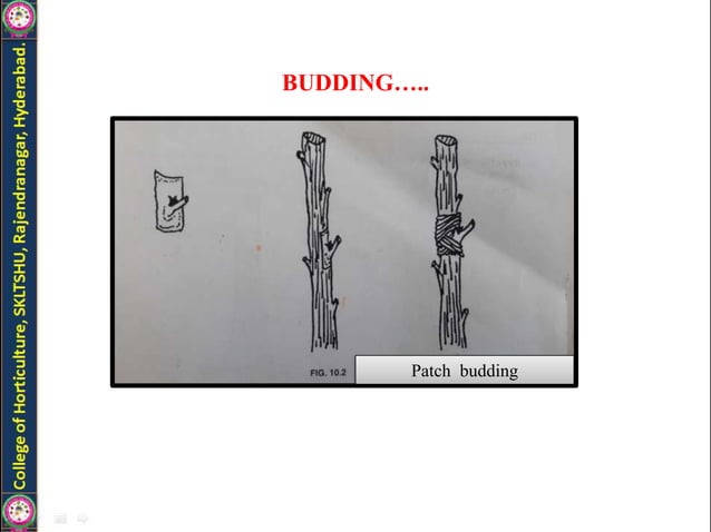 Grafting and its types in fruit crops | PPTX