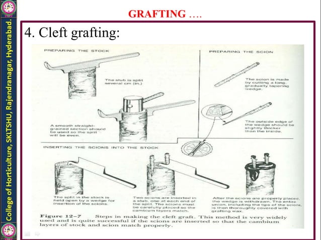 Grafting and its types in fruit crops | PPTX