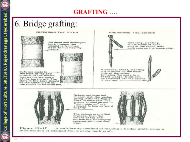 Grafting and its types in fruit crops | PPTX