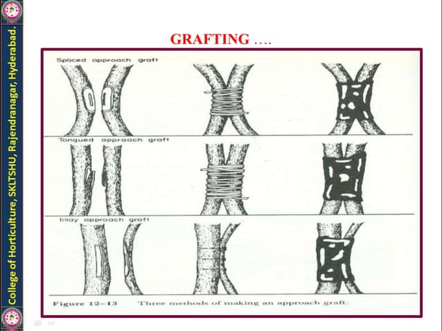 Grafting and its types in fruit crops | PPTX