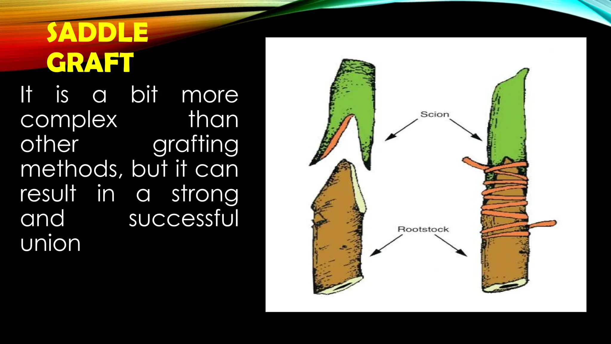 grafting TECHNIQUES AND ITS CLASSIFICATION | PPTX