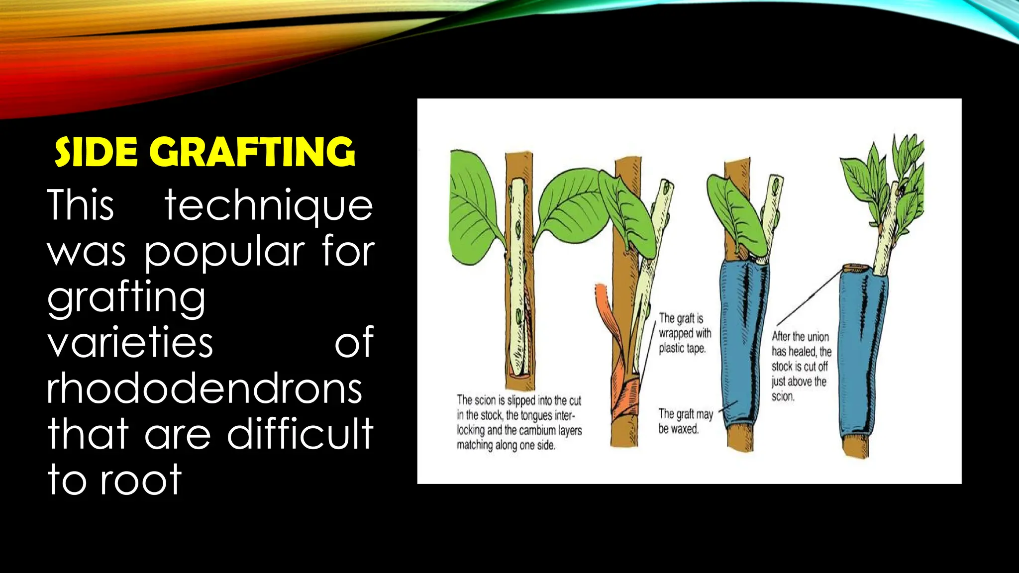 grafting TECHNIQUES AND ITS CLASSIFICATION | PPTX