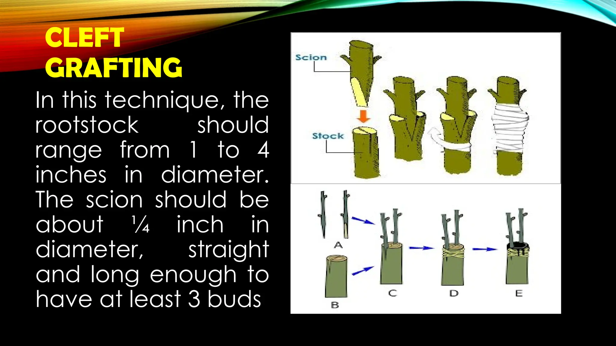 grafting TECHNIQUES AND ITS CLASSIFICATION | PPTX