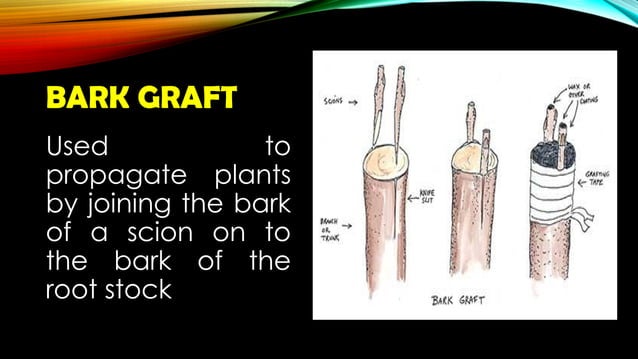 grafting TECHNIQUES AND ITS CLASSIFICATION | PPTX
