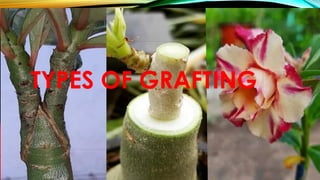 grafting TECHNIQUES AND ITS CLASSIFICATION | PPTX