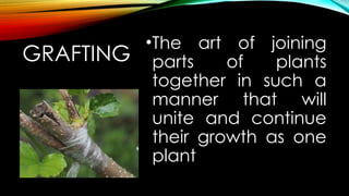 grafting TECHNIQUES AND ITS CLASSIFICATION | PPTX