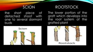 grafting TECHNIQUES AND ITS CLASSIFICATION | PPTX