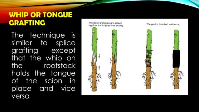 grafting TECHNIQUES AND ITS CLASSIFICATION | PPTX