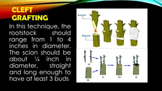 grafting TECHNIQUES AND ITS CLASSIFICATION | PPTX