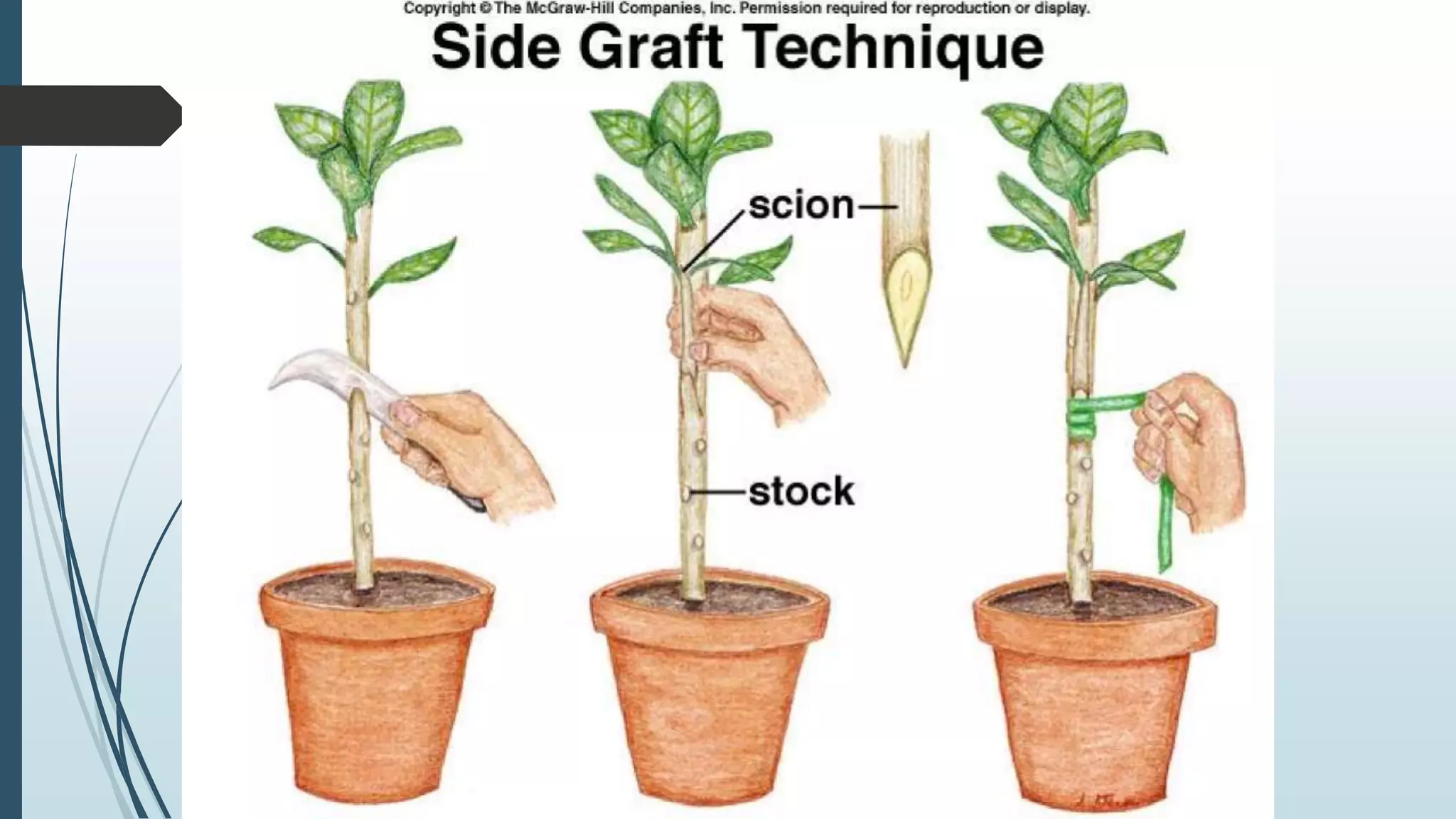 Grafting methods.pptx
