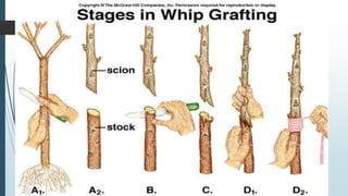 Grafting methods.pptx