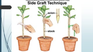 Grafting methods.pptx