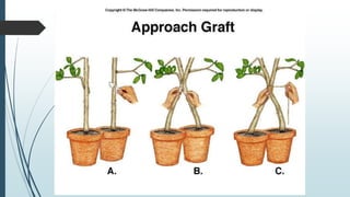Grafting methods.pptx