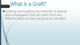 Grafting methods.pptx