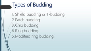 Grafting methods.pptx