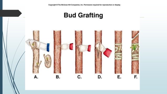 Grafting methods.pptx