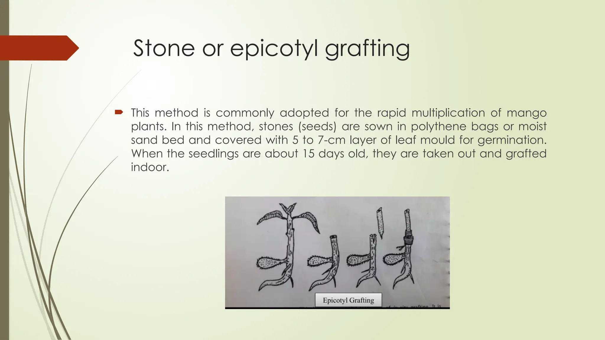 grafting and budding [Autosaved]....pptx