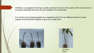 grafting and budding [Autosaved]....pptx