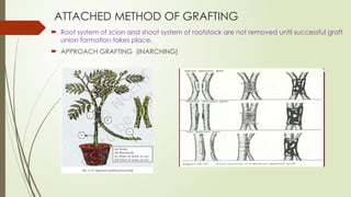 grafting and budding [Autosaved]....pptx