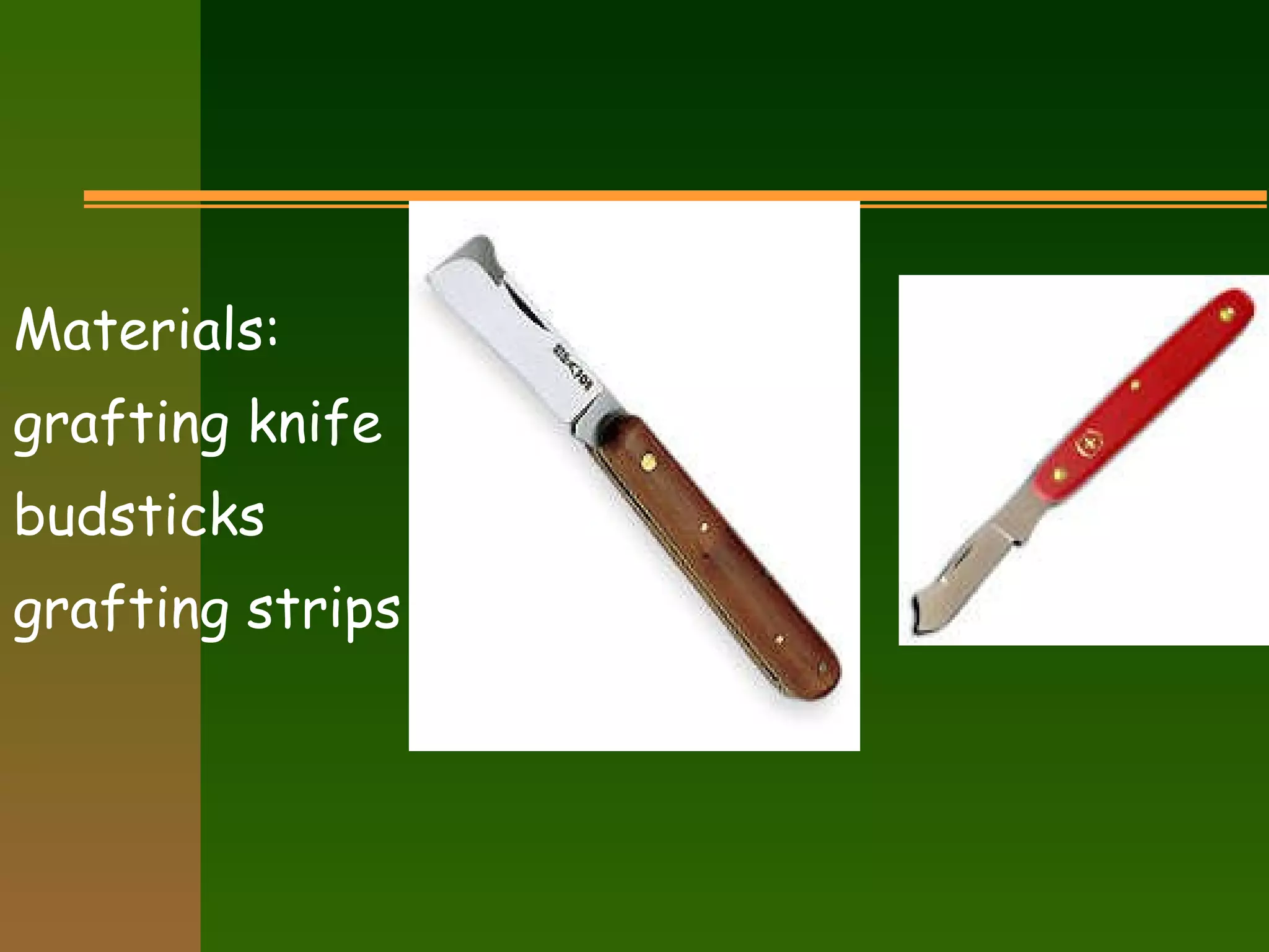 Grafting budding | PPT