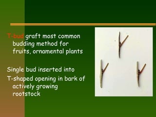 Grafting budding | PPT