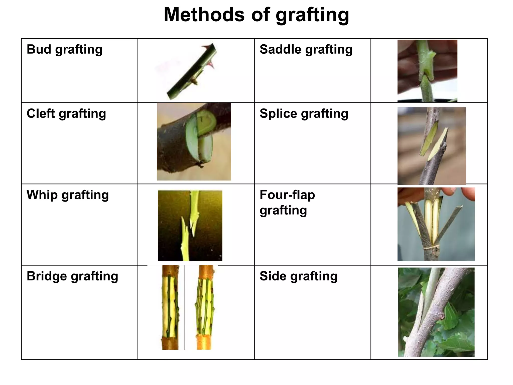 Grafting in ornamental crops | PPTX