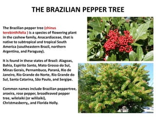 Grafting mango on brazilian pepper root stock (2) | PPTX