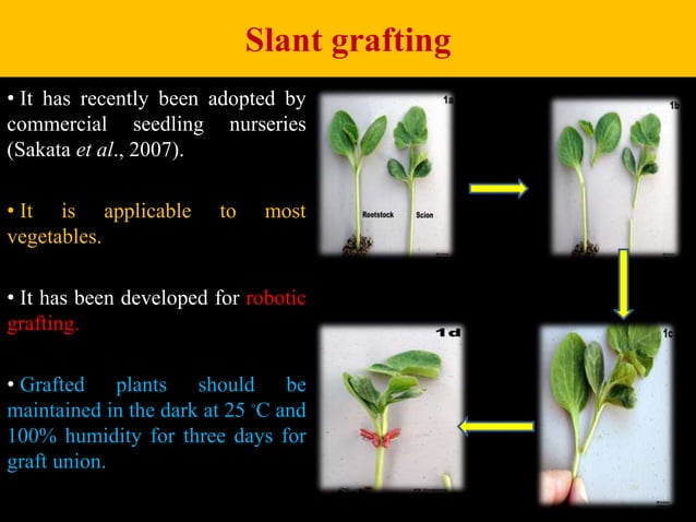Grafting ppt | PPTX | Agriculture | Industries
