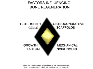 Osteogenic Potential of Bone Grafts | PPT