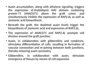 GRAFT SCION RELATIONSHIP.pptx about plant | PPTX