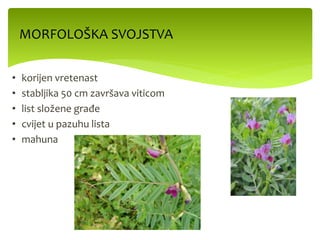 Grahorice | PPTX