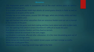 grain moths.pptx