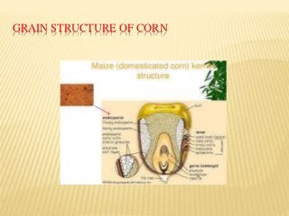 Grain structure of major cereals, pulses and oilseed | PPT