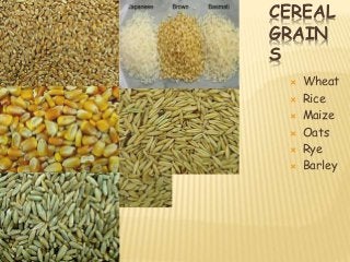Grain structure of major cereals, pulses and oilseed | PPT