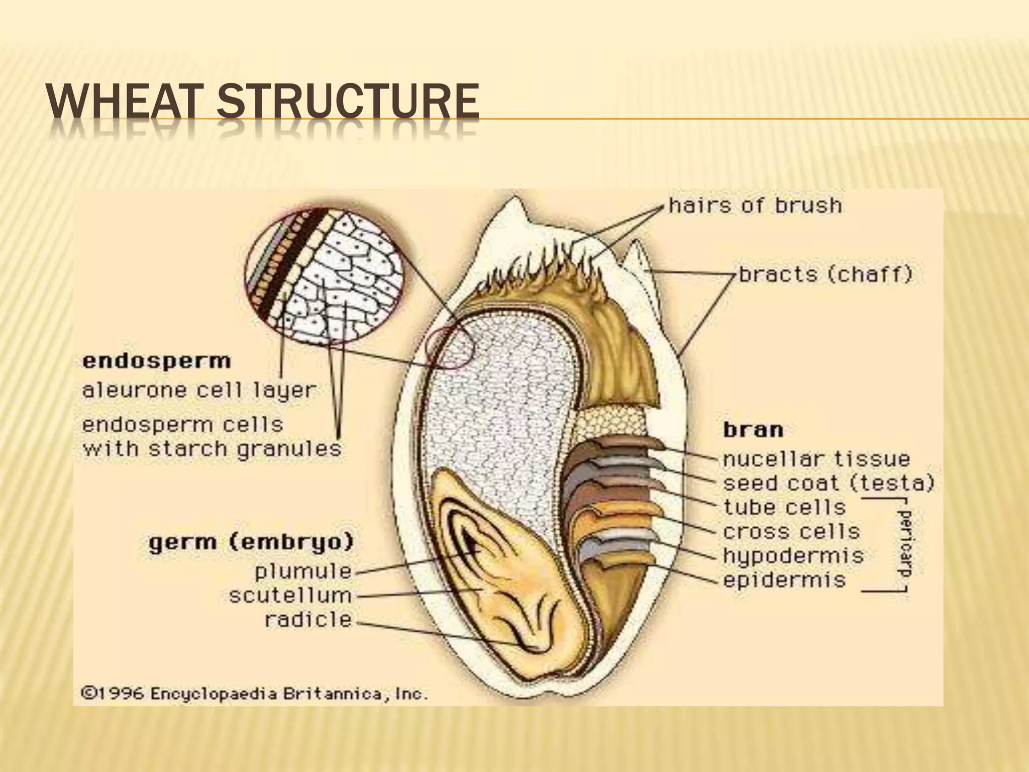 Grain structure of major cereals, pulses and oilseed | PPTX
