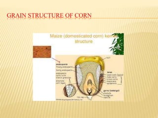 Grain structure of major cereals, pulses and oilseed | PPTX