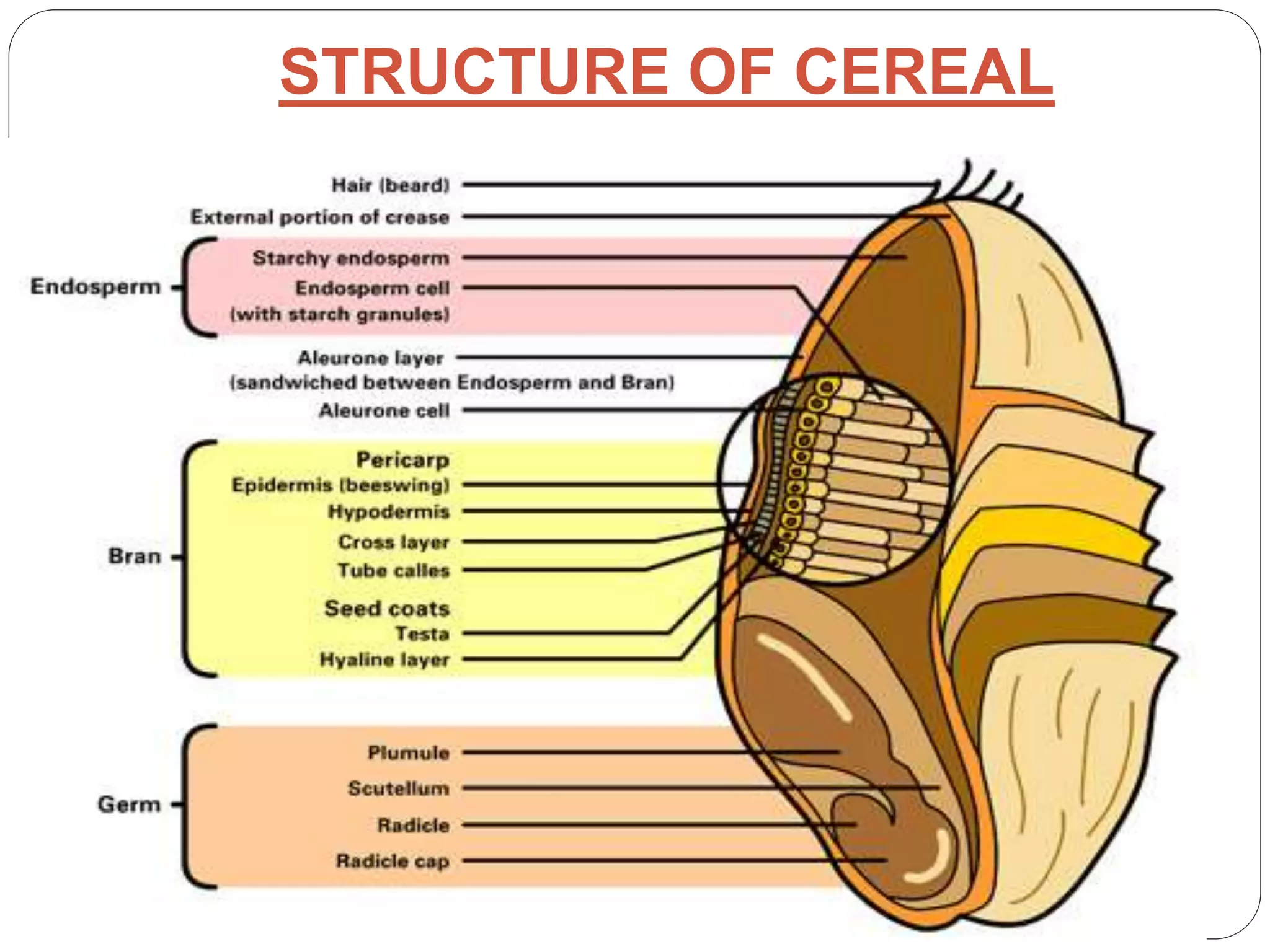 FOODS OF PLANT ORIGIN | PPTX