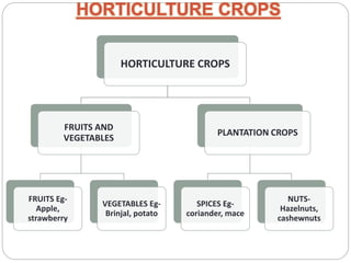 FOODS OF PLANT ORIGIN | PPTX