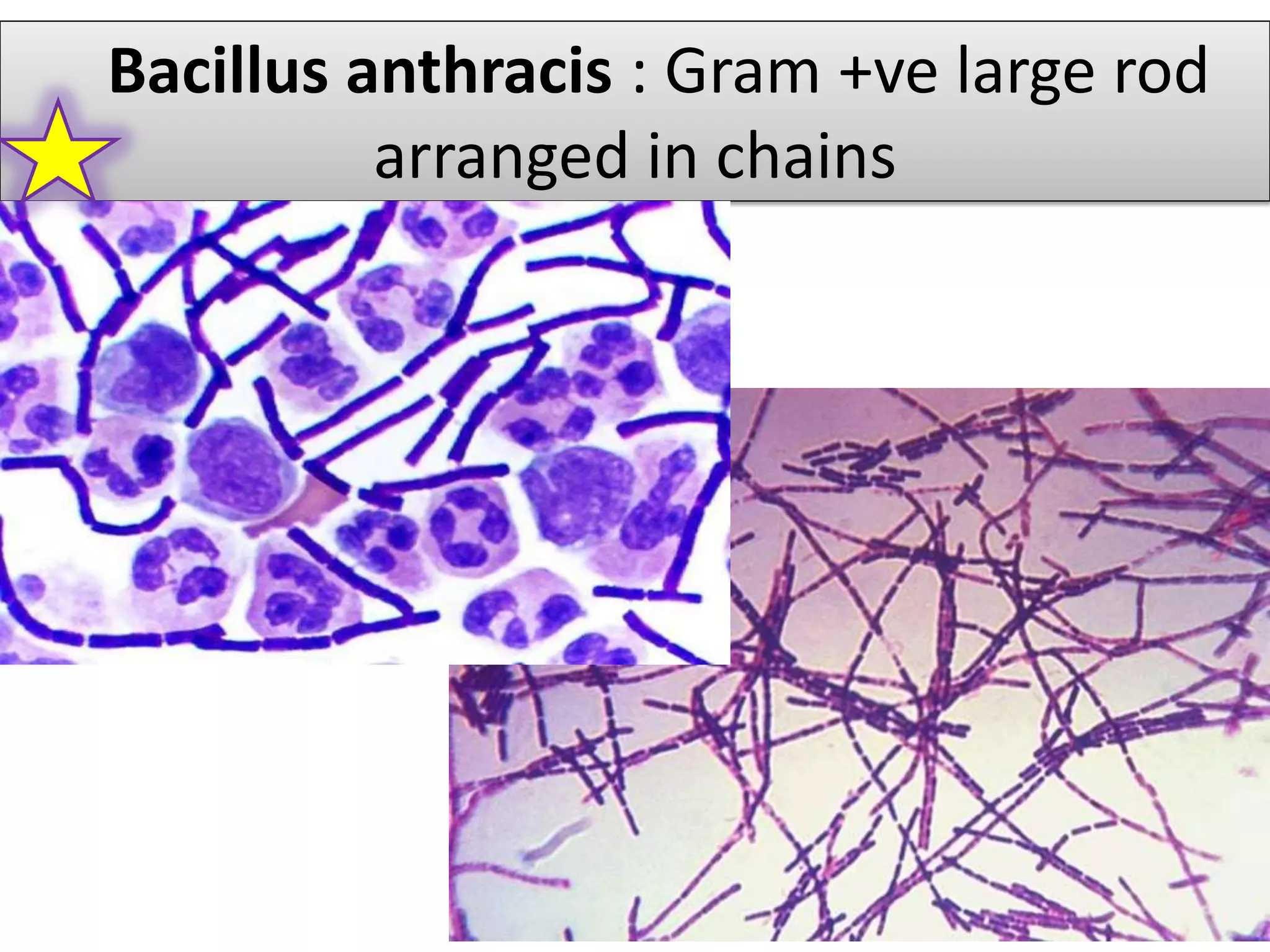 practical microbiology Gram staining | PDF