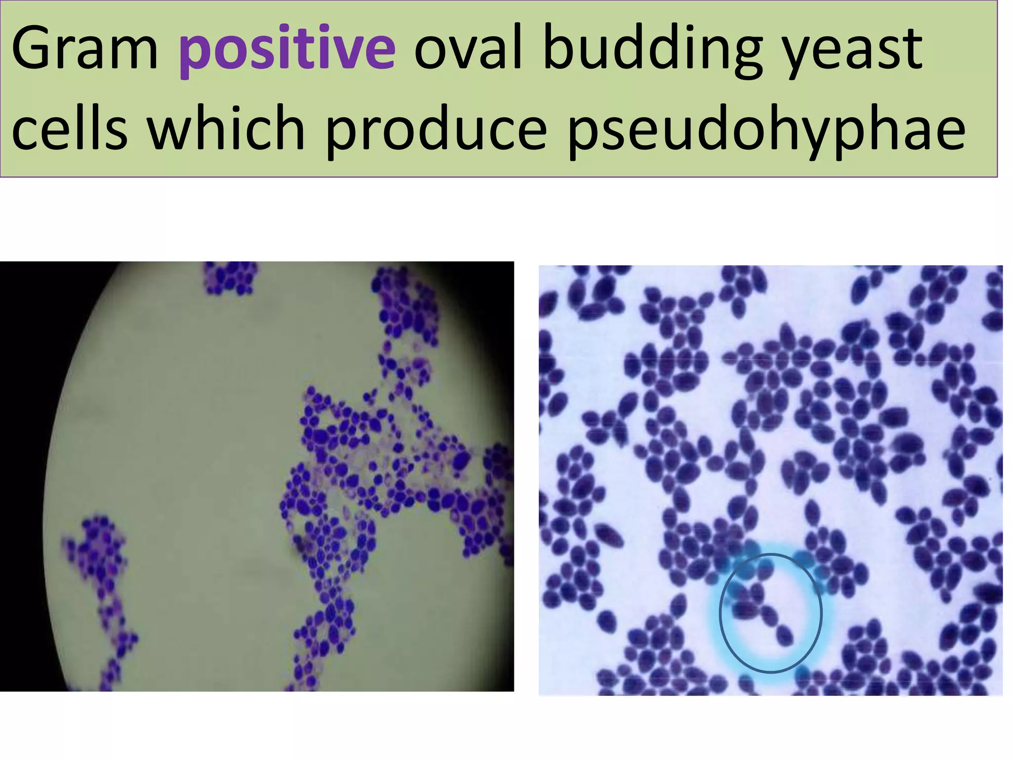practical microbiology Gram staining | PDF