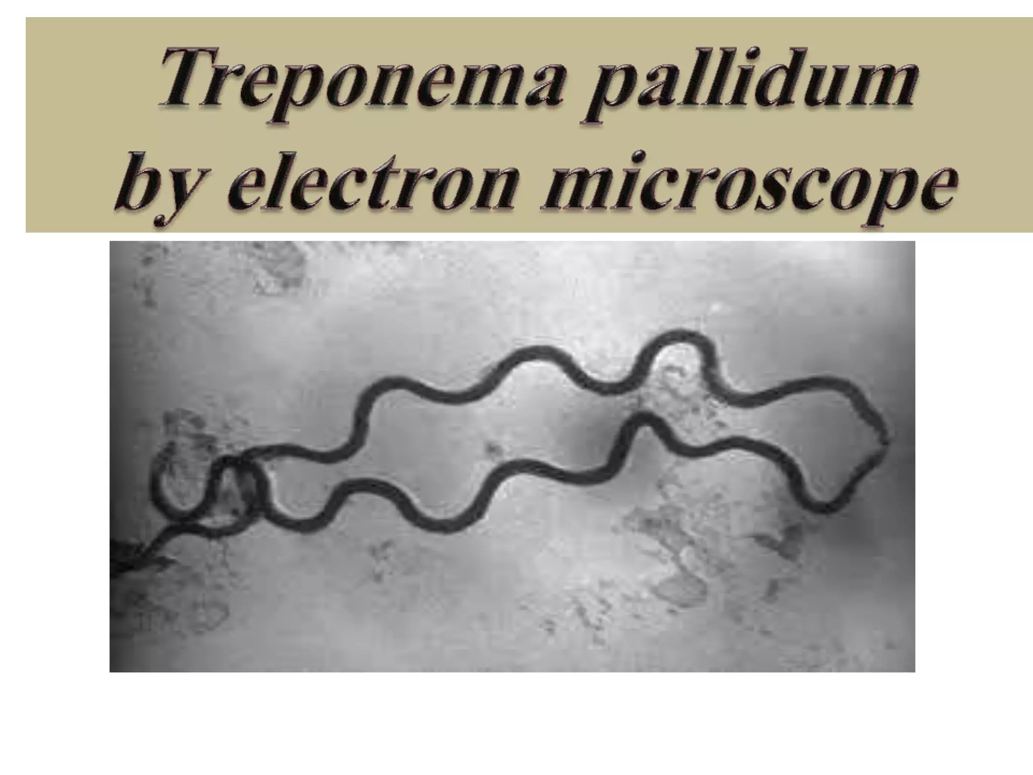 practical microbiology Gram staining | PDF