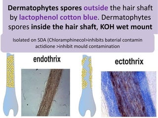 practical microbiology Gram staining | PDF