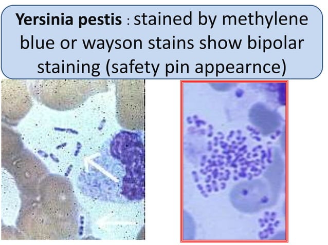 Practical Microbiology Gram Staining Ppt
