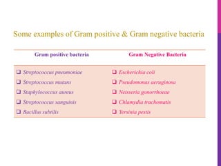 Gram Positive Vs Gram Negative Chart