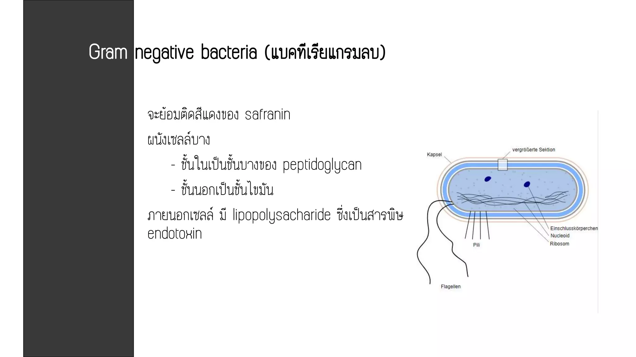 Gram negative-oxidase-positive | PPTX