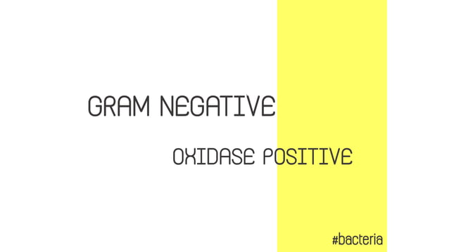 Gram negative-oxidase-positive | PPTX