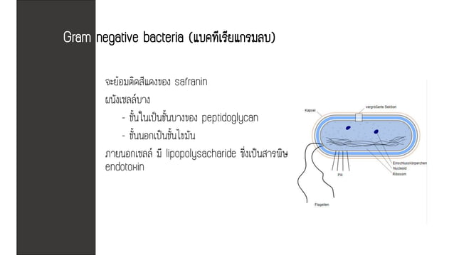 Gram negative-oxidase-positive | PPTX
