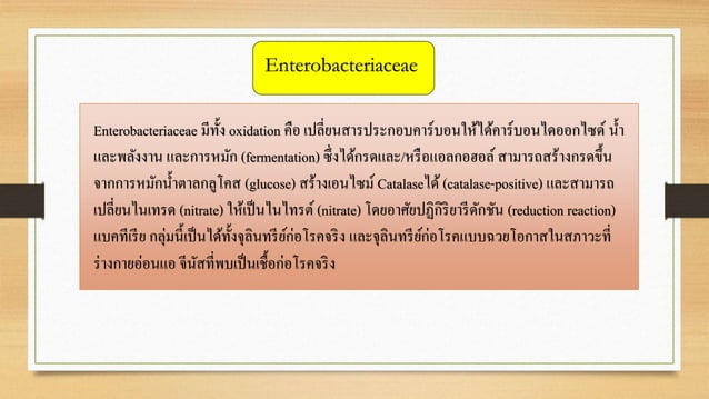 Gram negative bacilli oxidase - | PPT