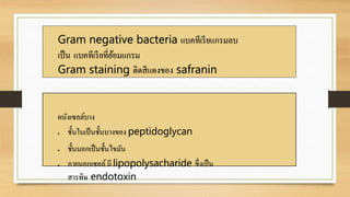 Gram negative bacilli oxidase - | PPTX